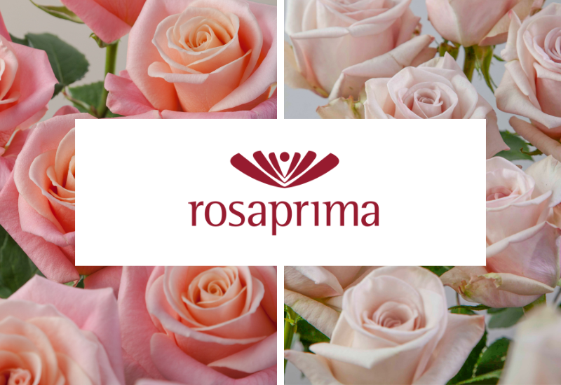 Rosaprima Launches 4 New Rose Varieties Now On Details!